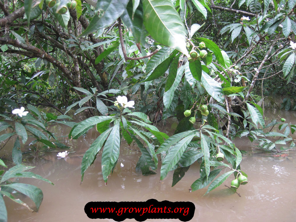 Gustavia superba - How to grow & care