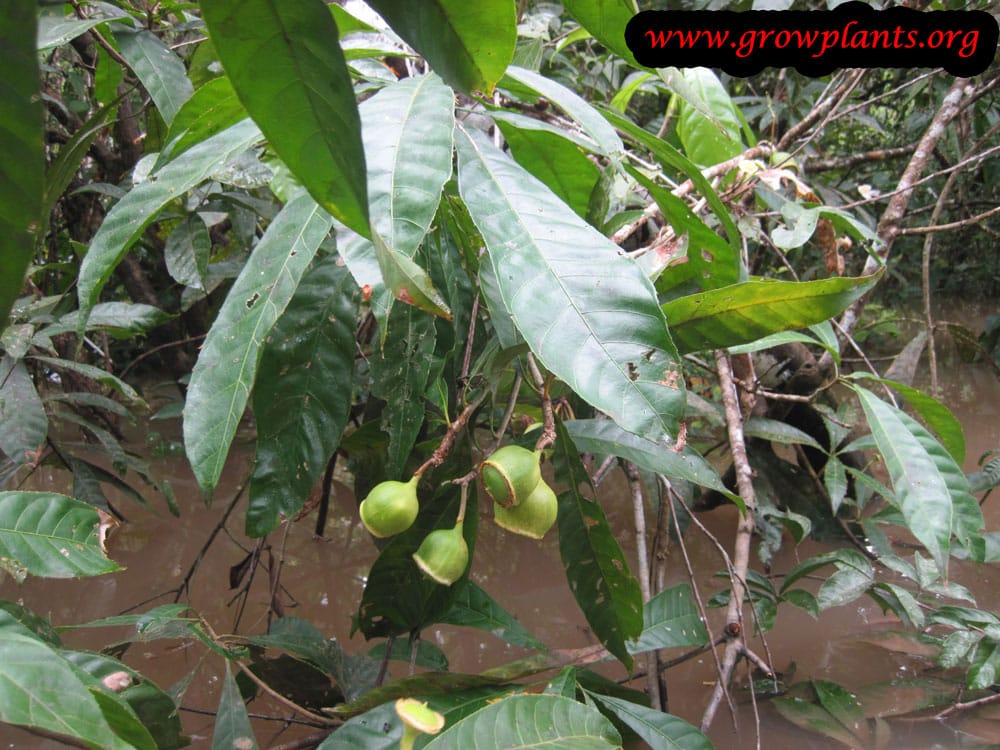 Gustavia superba - How to grow & care