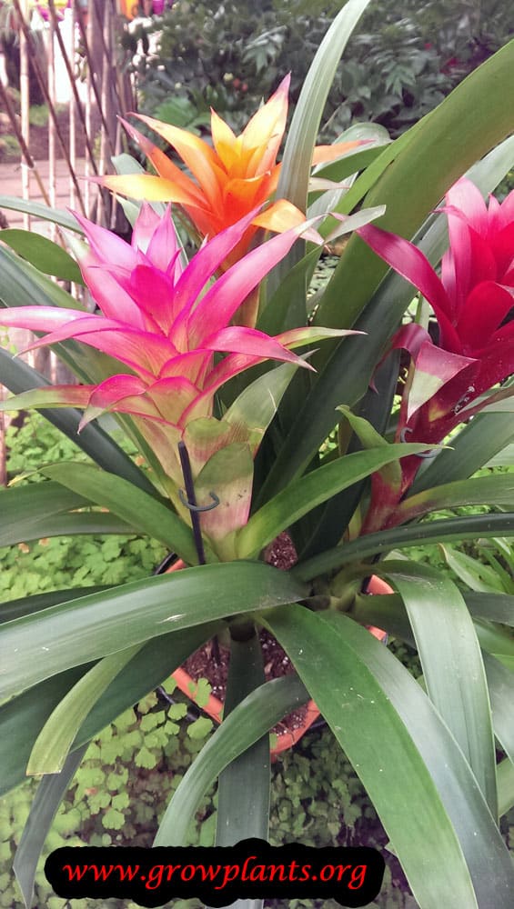 Guzmania - How to grow & care