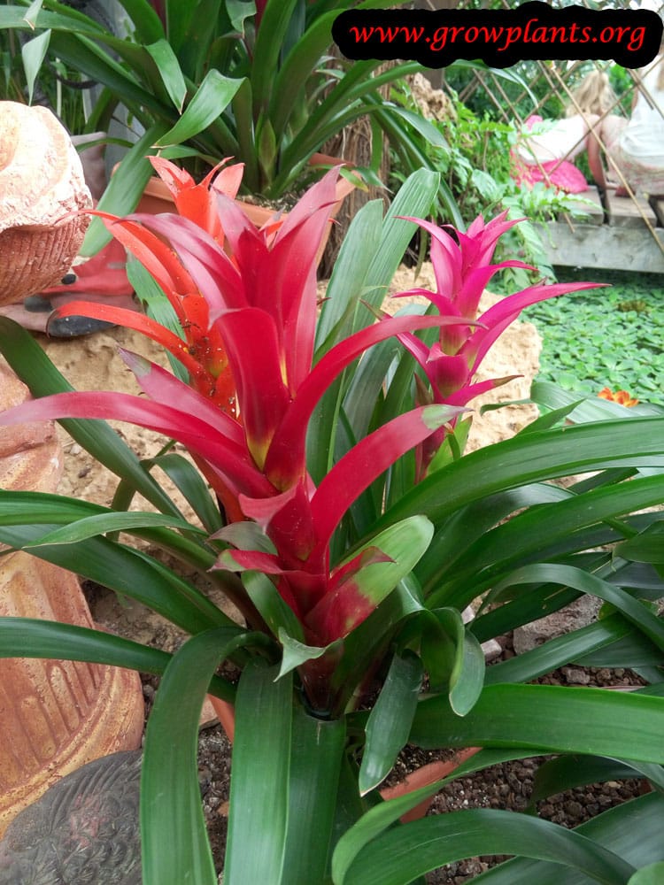 Guzmania - How to grow & care