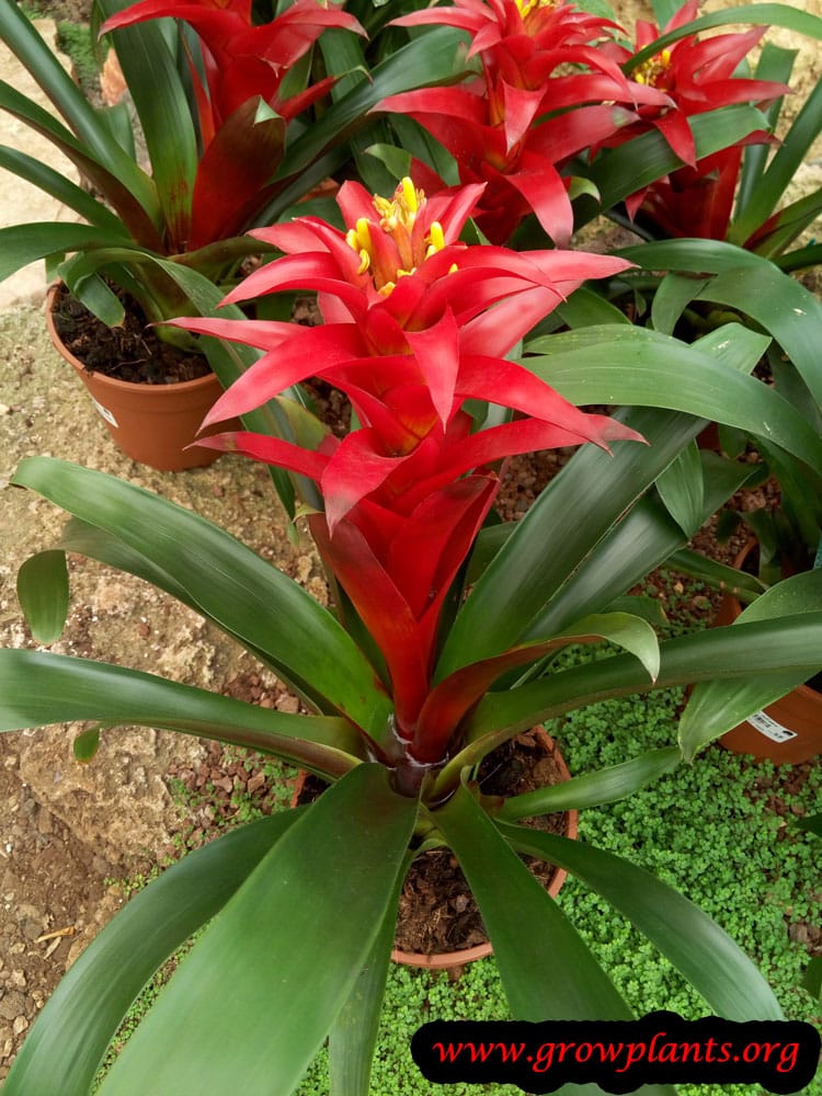 Guzmania - How to grow & care