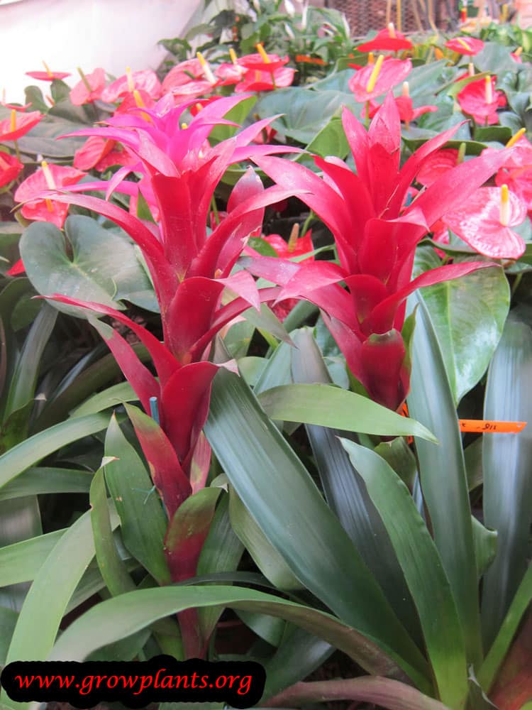 Guzmania - How to grow & care