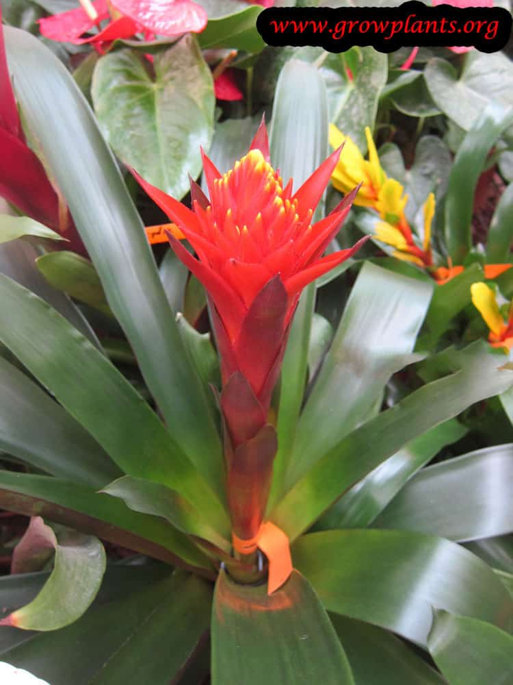 Guzmania - How to grow & care