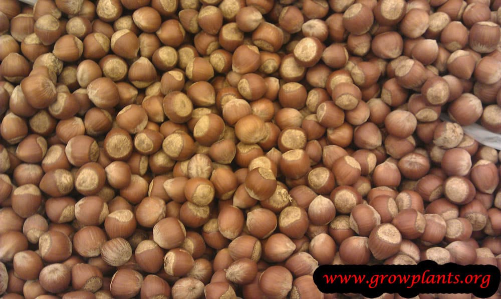 Hazelnut tree - How to grow & care