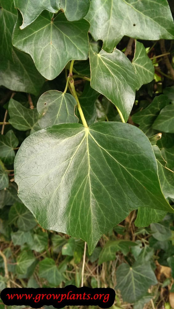 Hedera helix - How to grow & care
