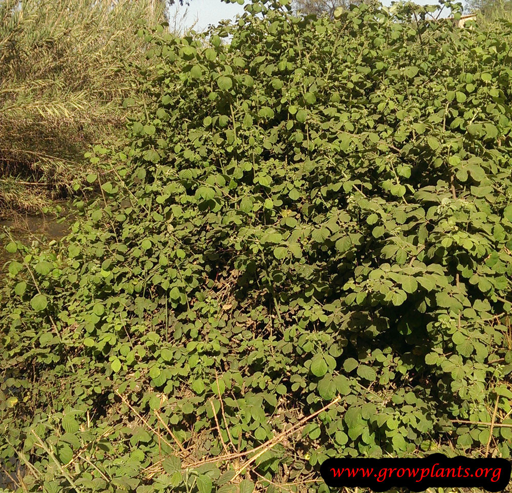 Holy bramble - How to grow & care