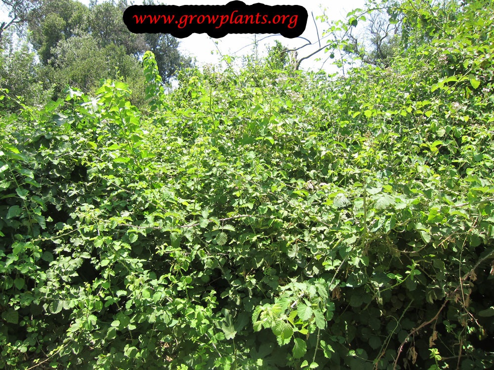 Holy bramble - How to grow & care
