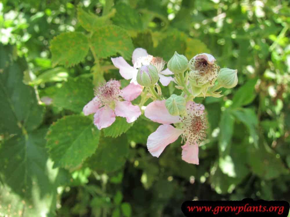 Holy bramble - How to grow & care
