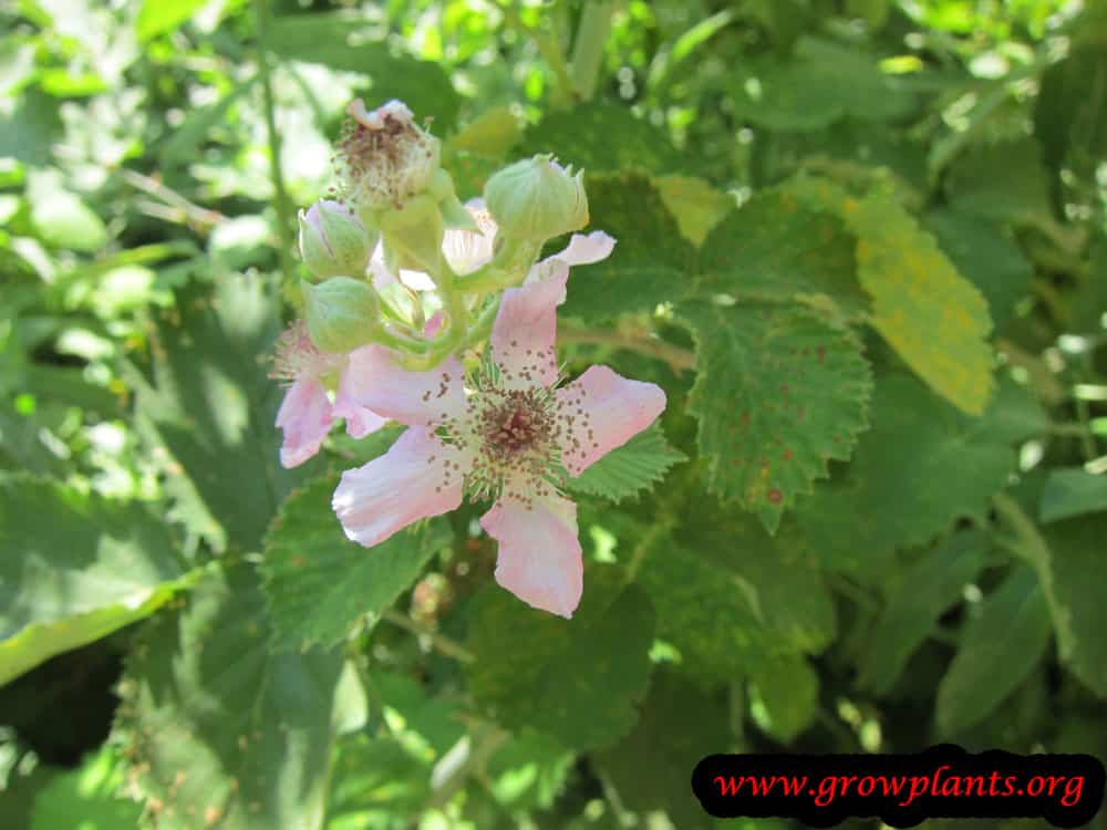Holy bramble - How to grow & care
