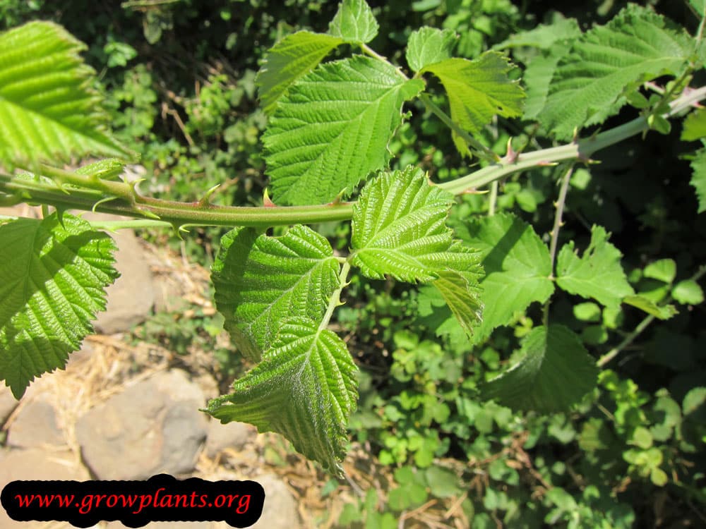 Holy bramble - How to grow & care