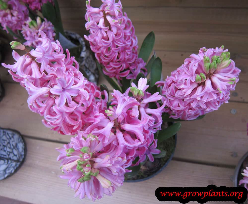 Hyacinth - How to grow & care
