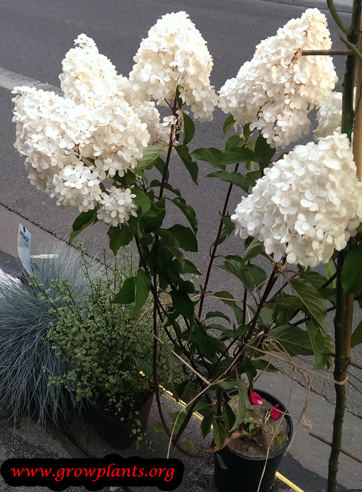 Hydrangea paniculata - How to grow & care