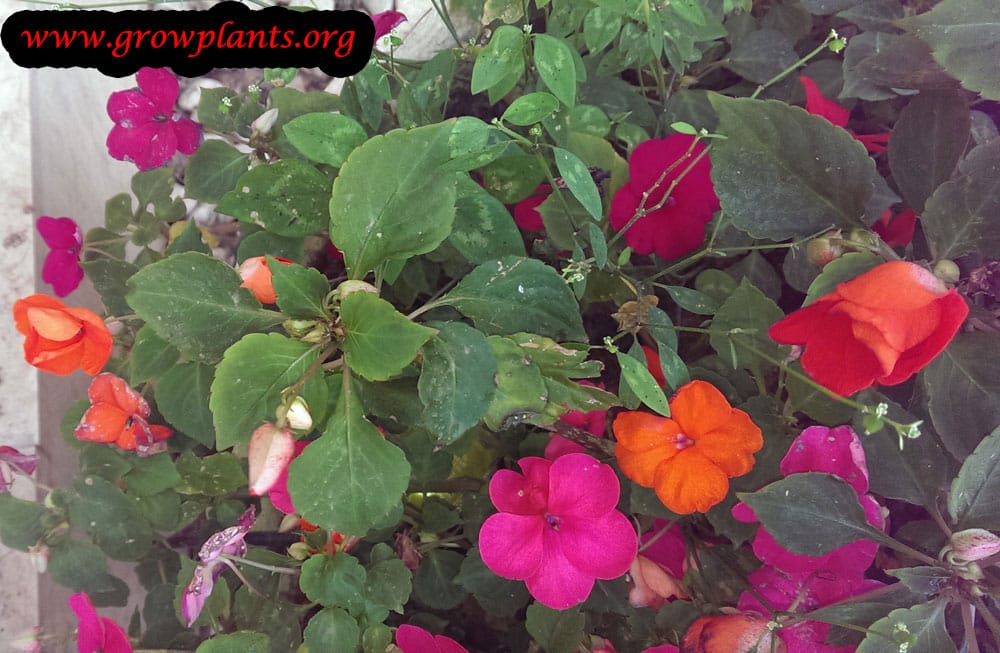 Impatiens walleriana - How to grow & care