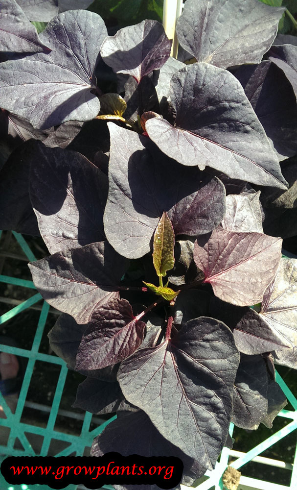 Ipomoea batatas Blackie - How to grow & care