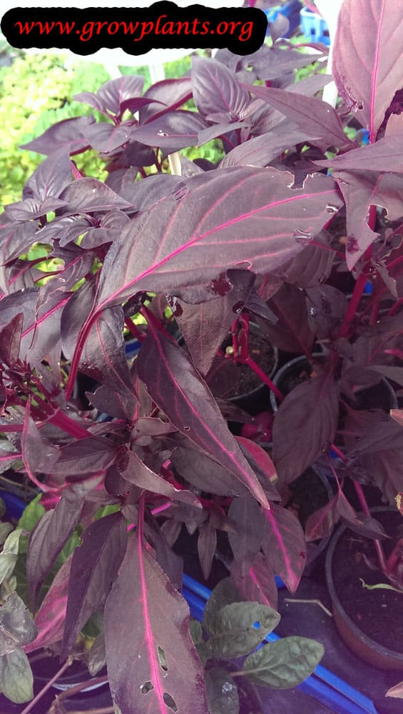 Iresine - How to grow & care