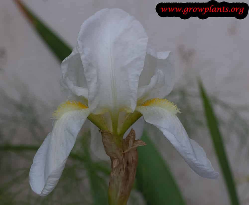 Iris germanica - How to grow & care