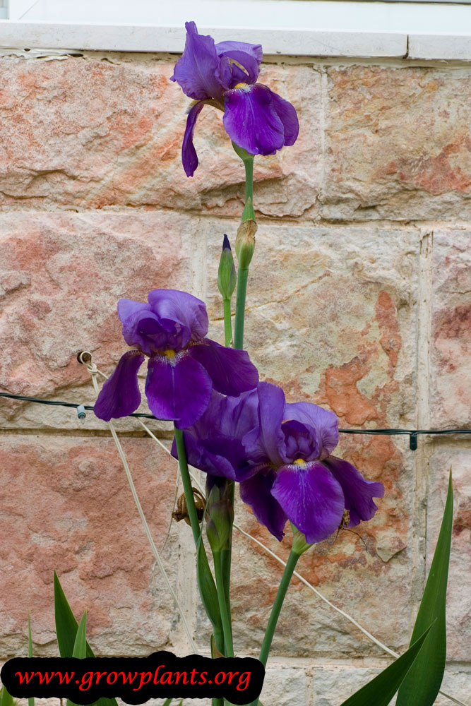 Iris germanica - How to grow & care