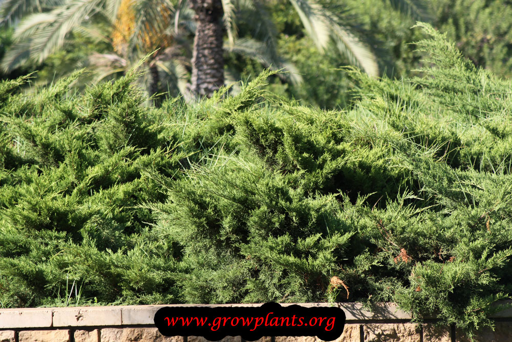 Juniperus sabina - How to grow & care