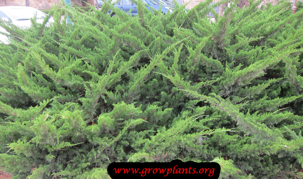 Juniperus sabina - How to grow & care