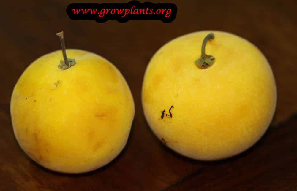 Kei apple - How to grow & care