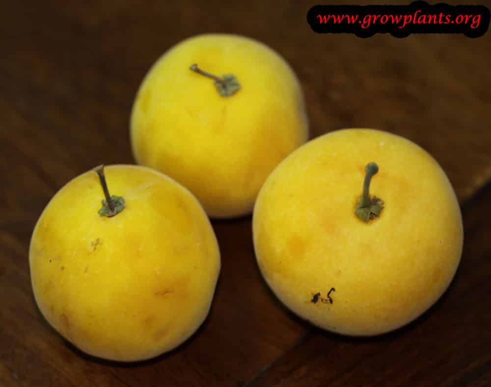 Kei apple - How to grow & care