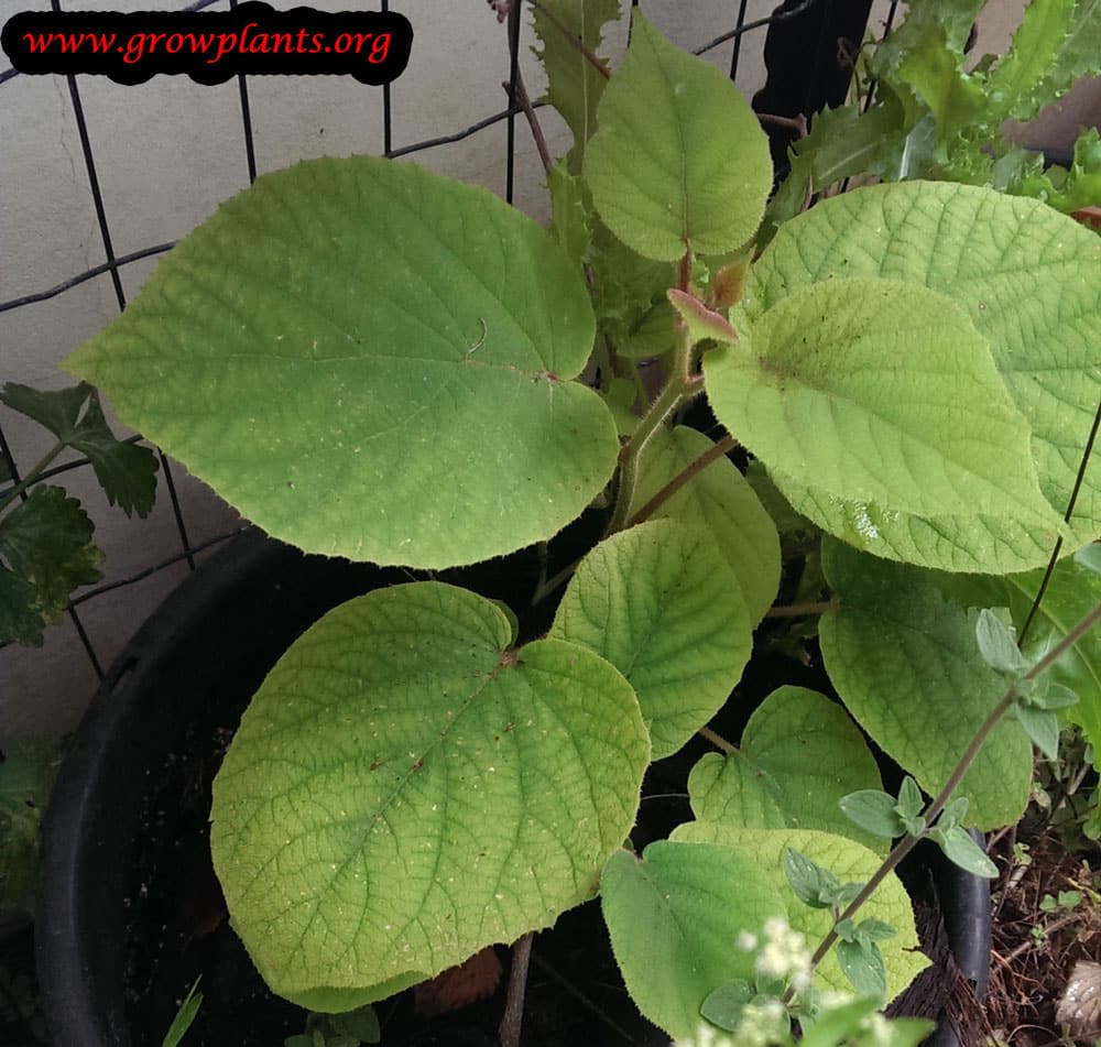 Kiwi fruit - How to grow & care