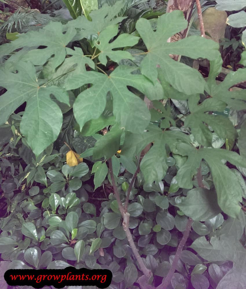 Kola nut - How to grow & care