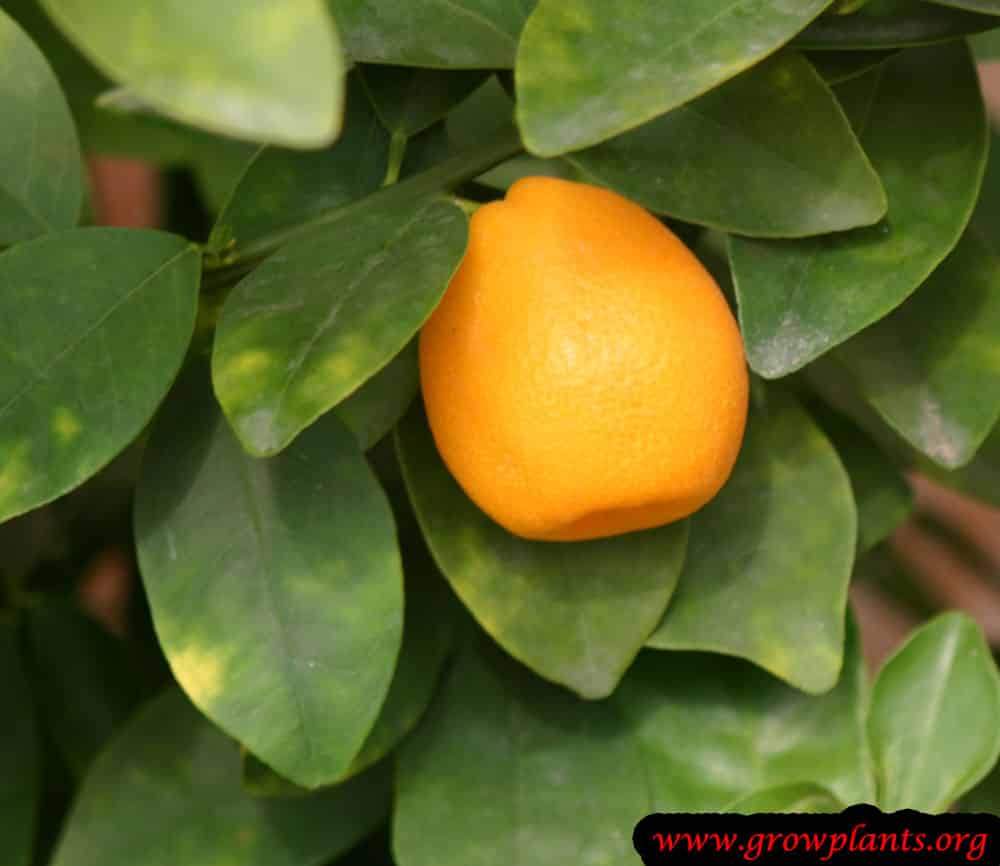Kumquat Tree How To Grow And Care