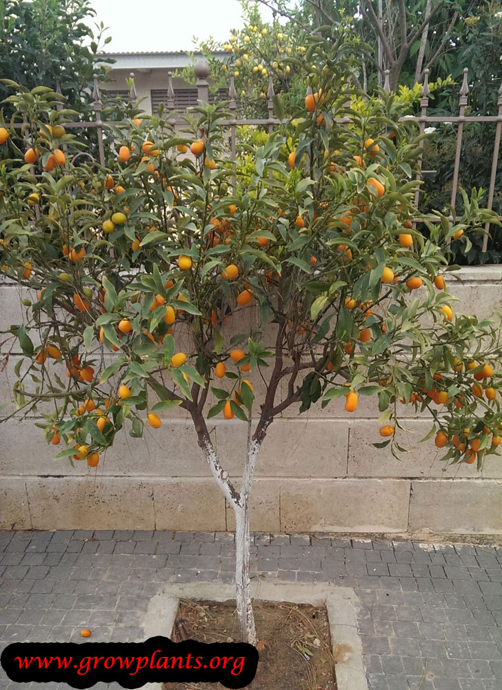 Kumquat Tree How To Grow And Care
