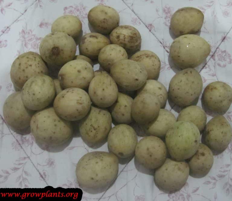 Lanzones - How to grow & care