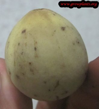 Lanzones - How to grow & care