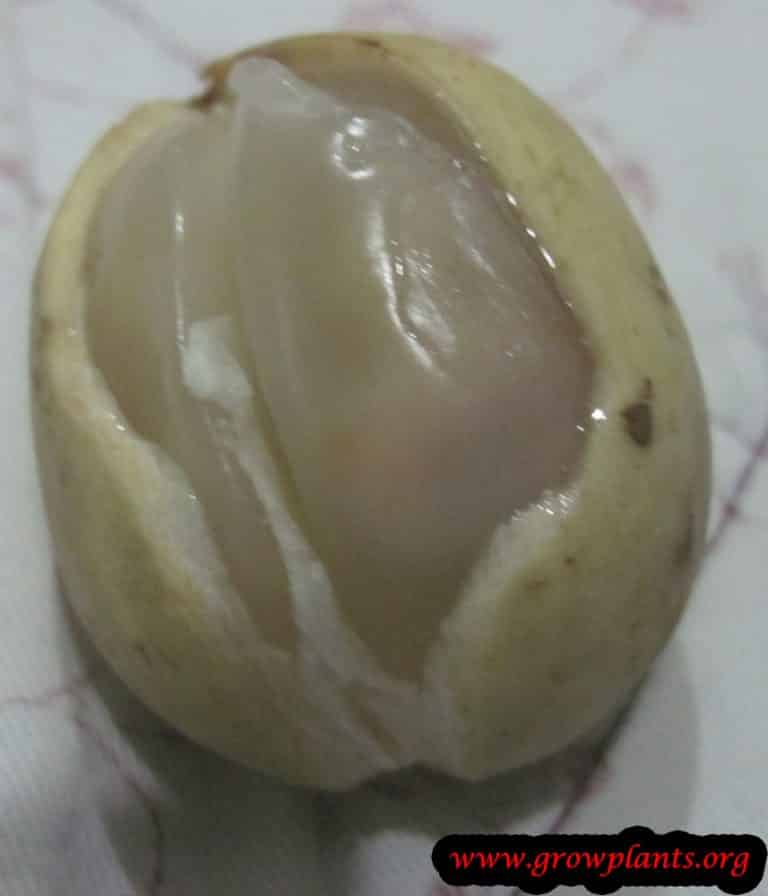 Lanzones - How to grow & care