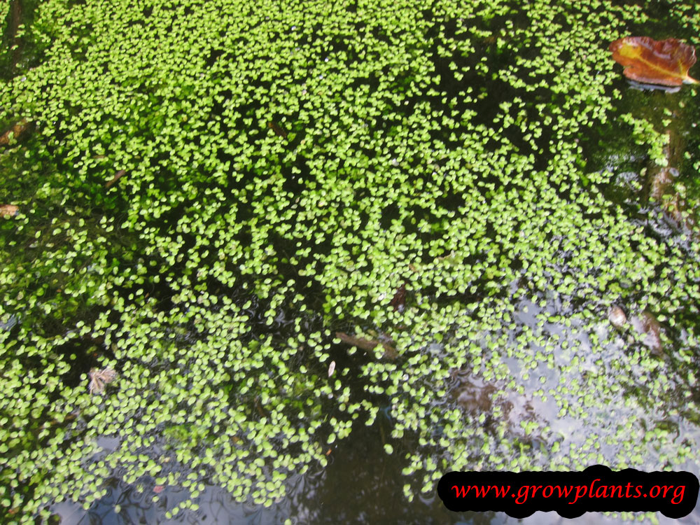 Lemna - How to grow & care