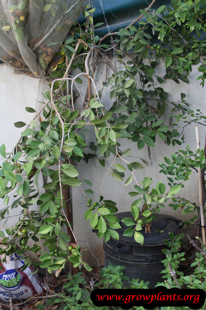 Lemon Guava - How to grow & care