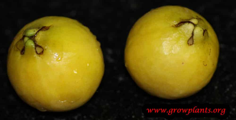 Lemon Guava - How to grow & care