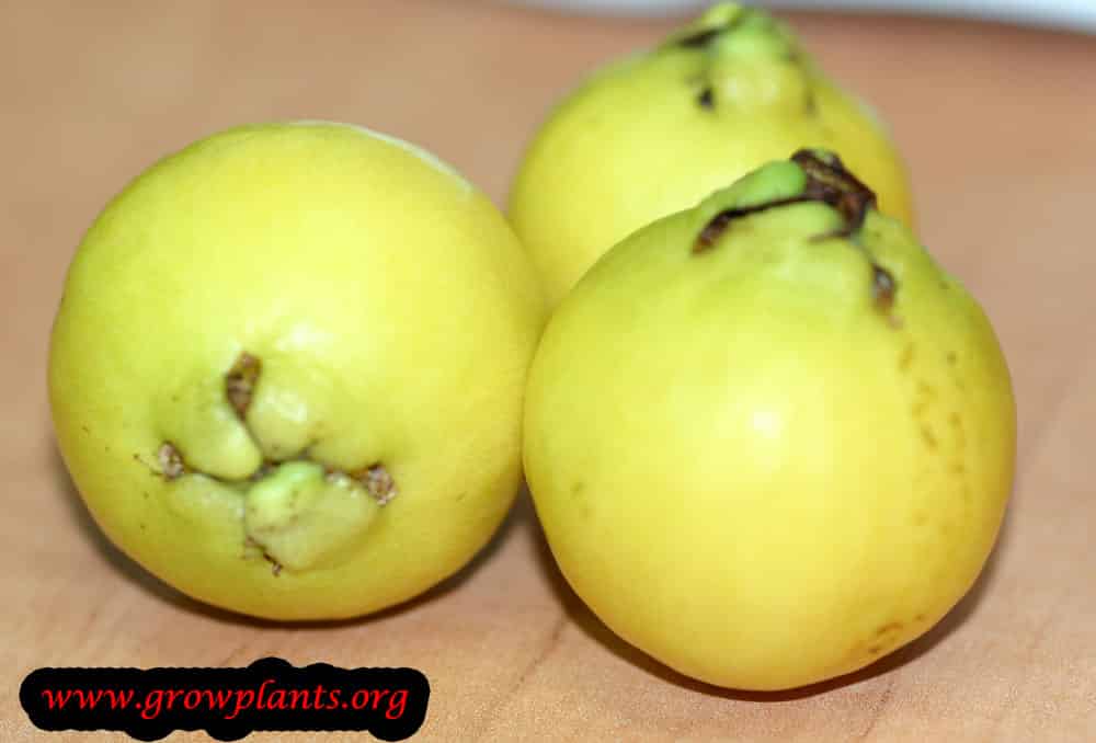 Lemon Guava - How to grow & care