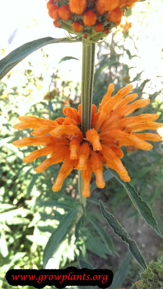 Leonotis leonurus - How to grow & care