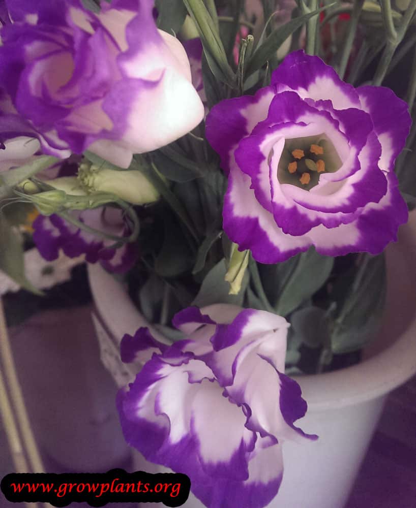 Lisianthus - How to grow & care
