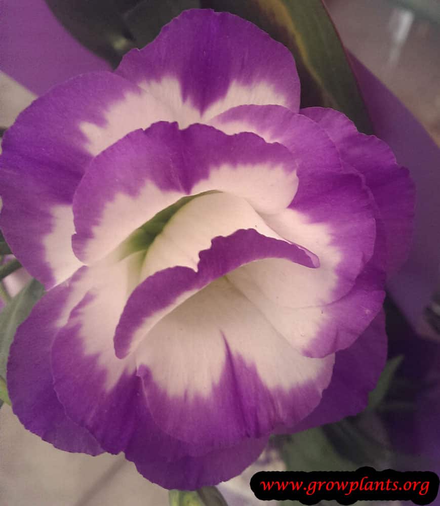 Lisianthus - How to grow & care