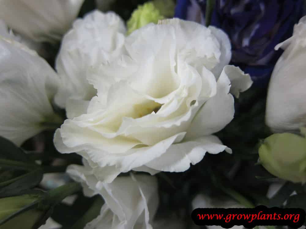 Lisianthus - How to grow & care
