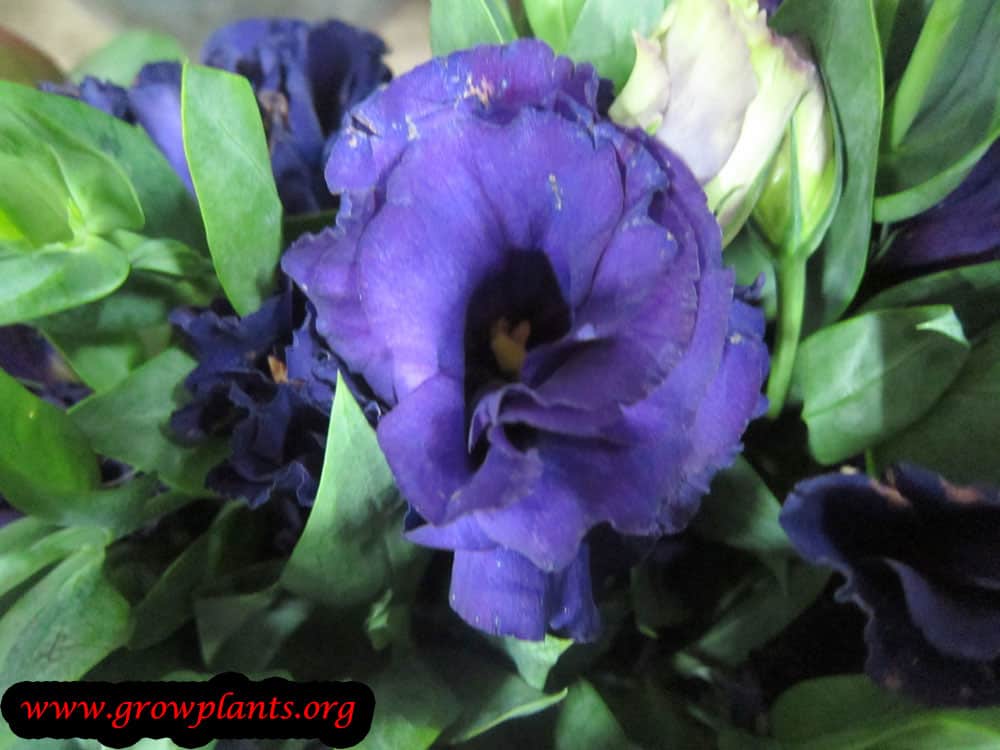 Lisianthus - How to grow & care