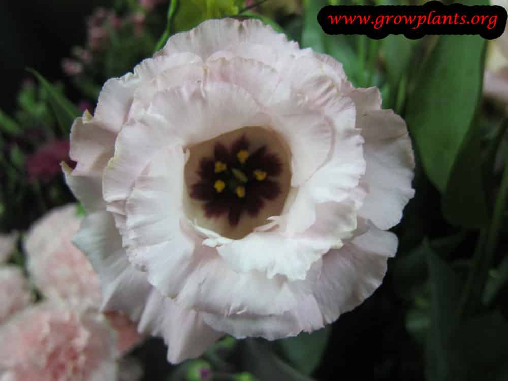 Lisianthus - How to grow & care