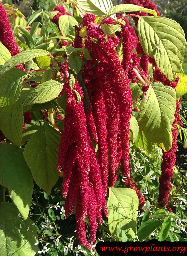 Amaranthus caudatus - How to grow & care
