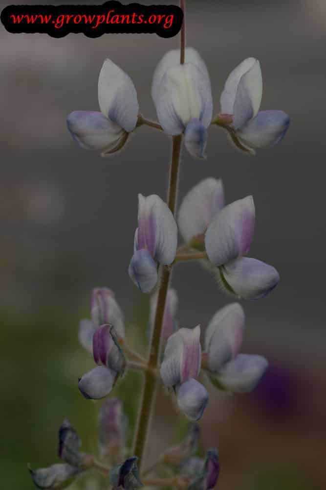 Lupinus albus - How to grow & care