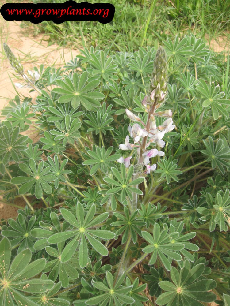 Lupinus albus - How to grow & care