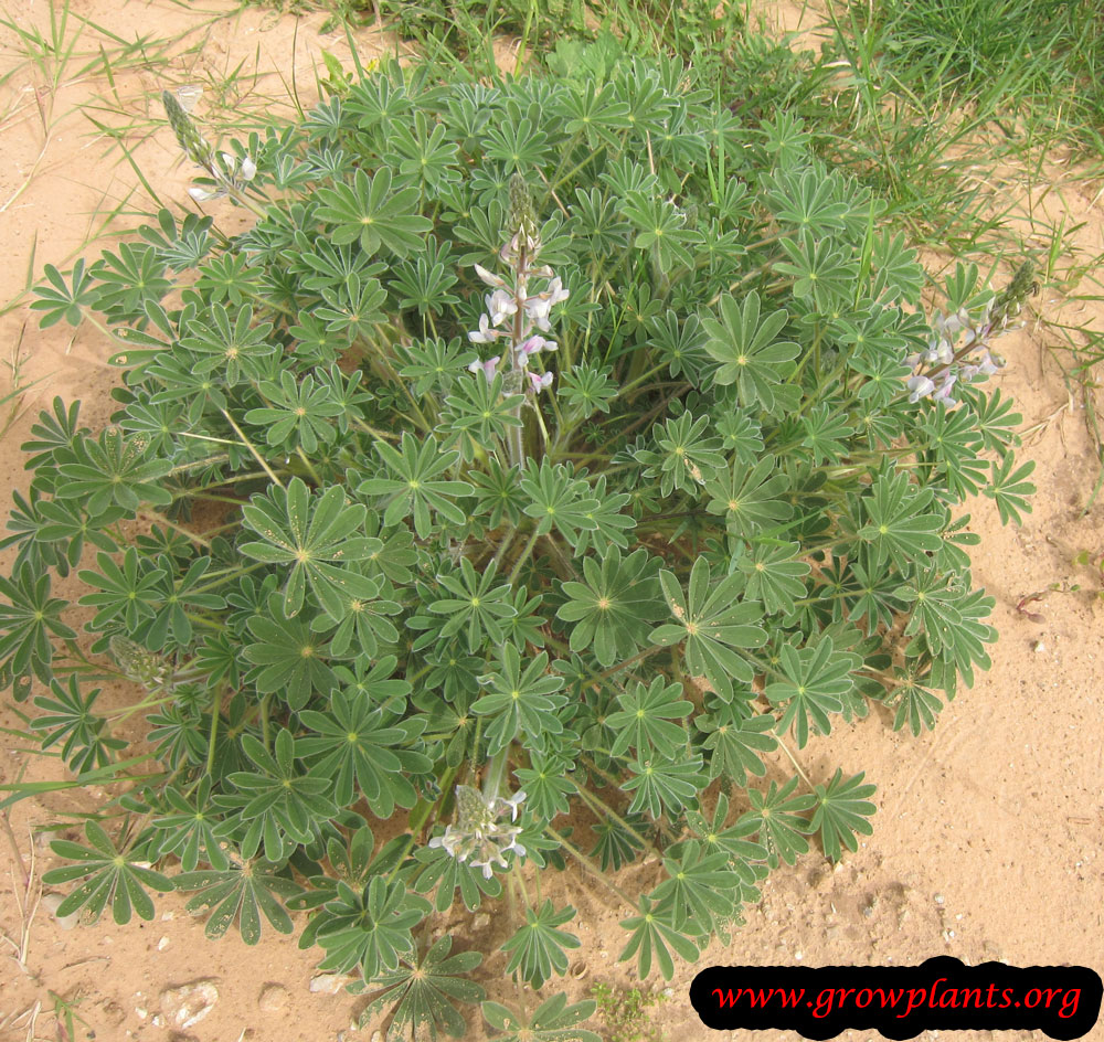 Lupinus albus - How to grow & care