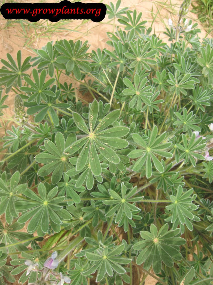 Lupinus albus - How to grow & care