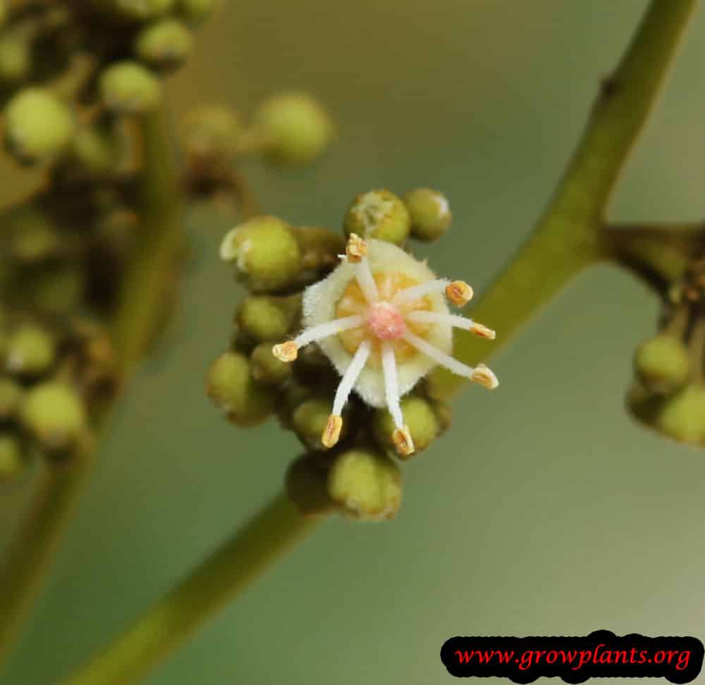 Lychee tree - How to grow & care