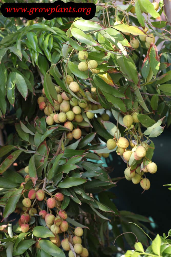 Lychee tree - How to grow & care