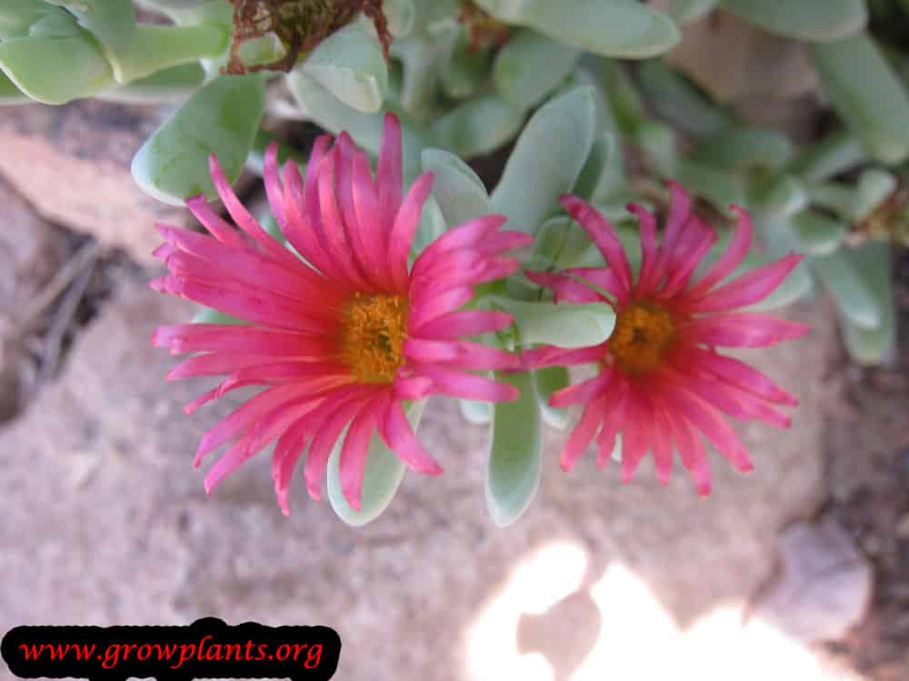 Malephora crocea - How to grow & care